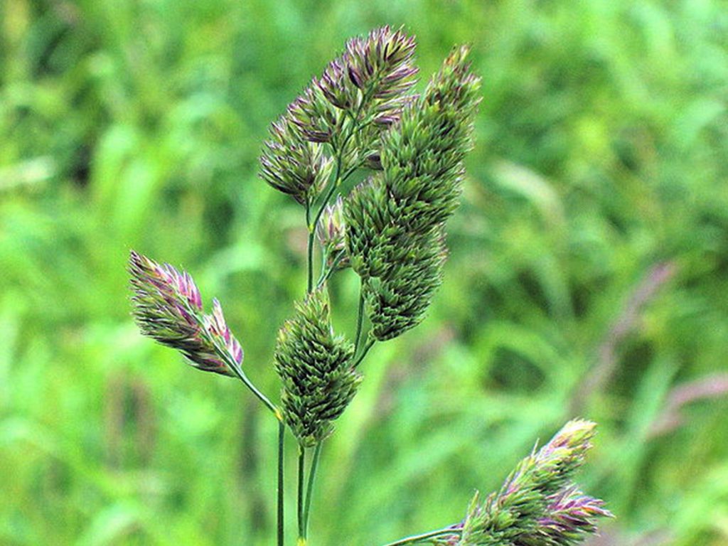 Increíbles Semillas Productos Ecuador - Semillas Capelo